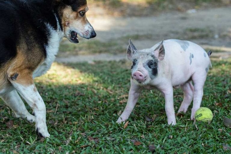 Will a Pet Pig Get Along With Dogs? - Kid Friendly Pets