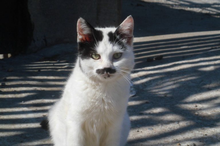 The Ideal Cat Breed for Children: A Comprehensive Guide - Kid Friendly Pets